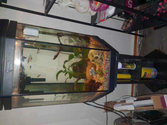 Akvarium med fiskar. | LindeNytt.com