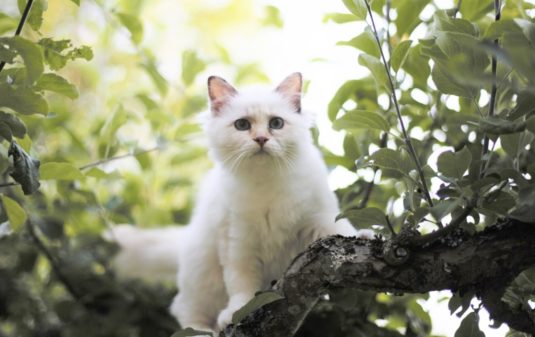 Helig Birma kattunge | LindeNytt.com