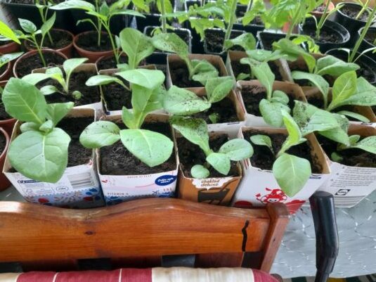 Mor Alida, tobaksplantor | LindeNytt.com – Senaste nytt från Lindesberg