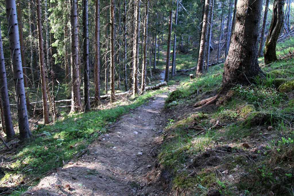 Stort intresse för nya cykelleder i trollskogarna | LindeNytt.com