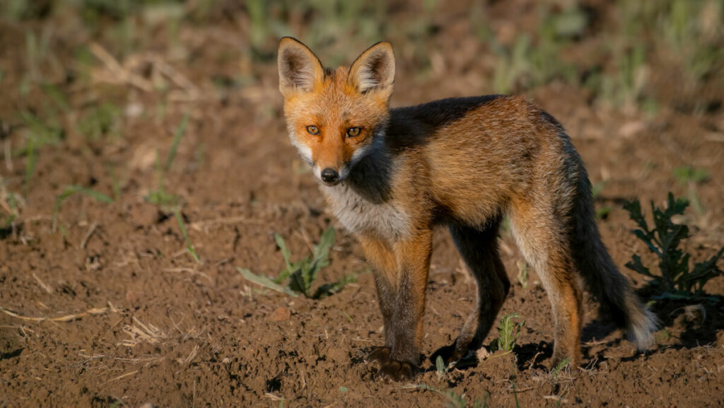 FotoFredag: 12 timmar sittande i kamouflage gav utdelning | LindeNytt.com