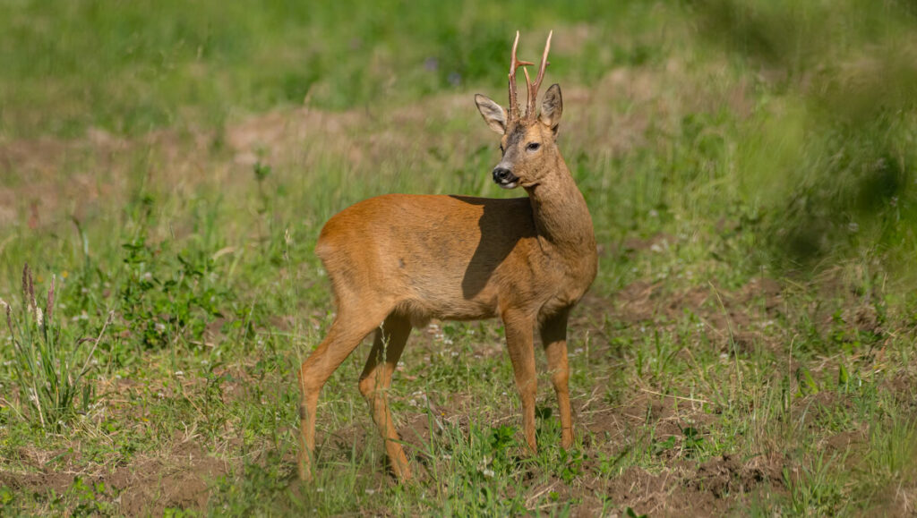 FotoFredag: 12 timmar sittande i kamouflage gav utdelning | LindeNytt.com