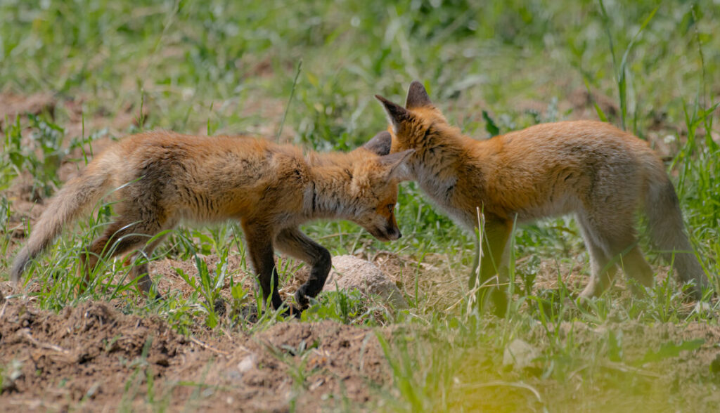 FotoFredag: 12 timmar sittande i kamouflage gav utdelning | LindeNytt.com