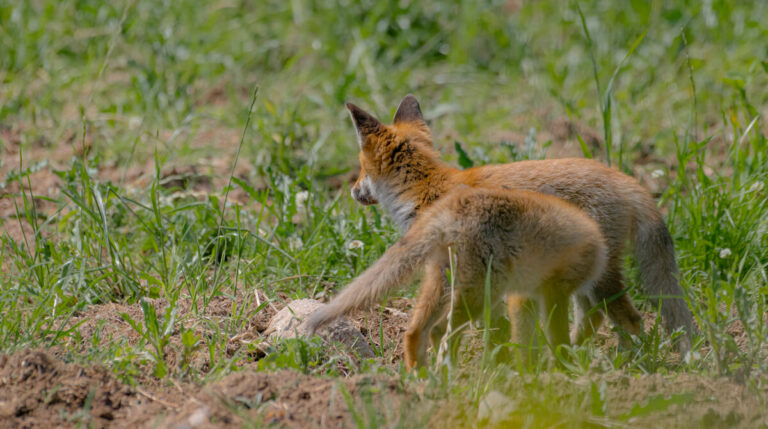 FotoFredag: 12 timmar sittande i kamouflage gav utdelning | LindeNytt.com